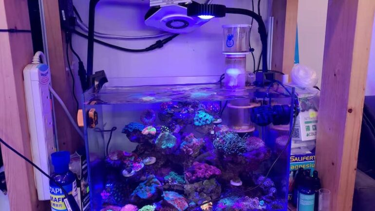 Aqua Knight V3 & Pico V2 are New Budget Lights from Spectra | Reef ...