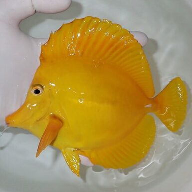 Japan is Sourcing Some Big Juicy Yellow Tangs from Ogasawara | Reef ...