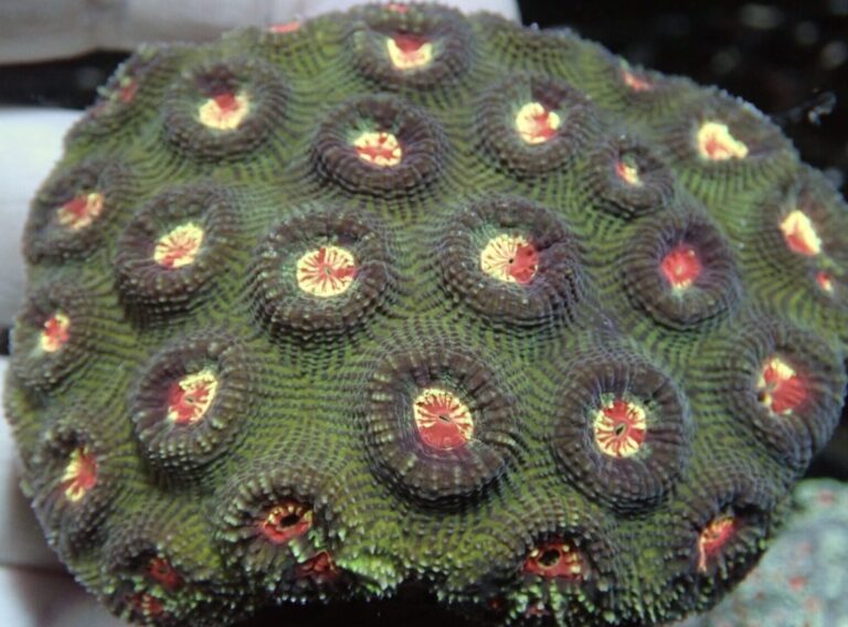 Two Dipsastraea speciosa corals we wish we’d bought when we saw them ...