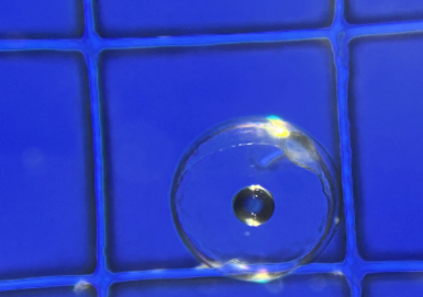 The Egg Catalog Project collects fish eggs from exhibits for ...