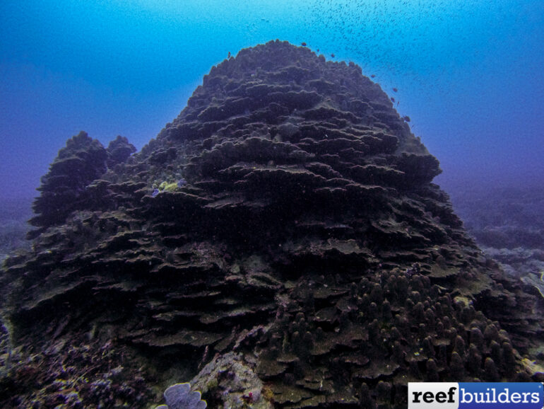 Galaxea Can Grow as big as Houses! | Reef Builders | The Reef and ...