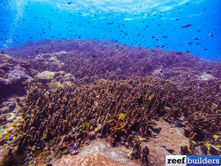 Galaxea Can Grow as big as Houses! | Reef Builders | The Reef and ...