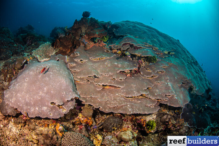 Galaxea Can Grow as big as Houses! | Reef Builders | The Reef and ...