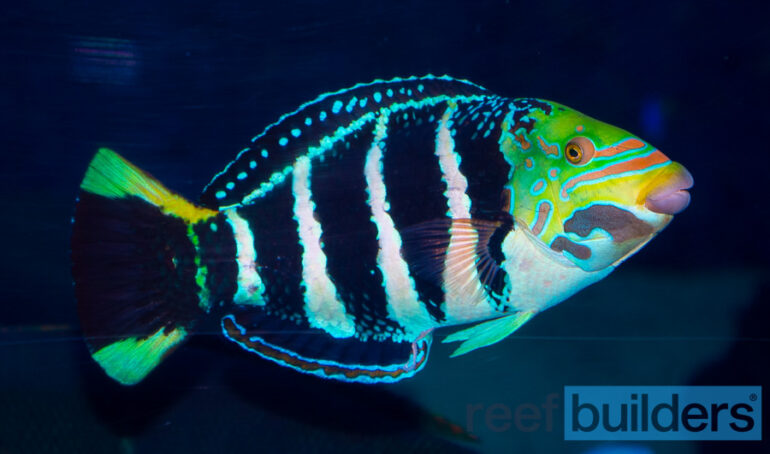 Hemigymnus fasciatus, the Banded Thicklip Wrasse | Reef Builders | The ...