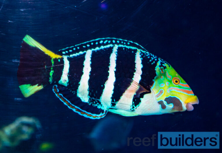 Hemigymnus fasciatus, the Banded Thicklip Wrasse | Reef Builders | The ...