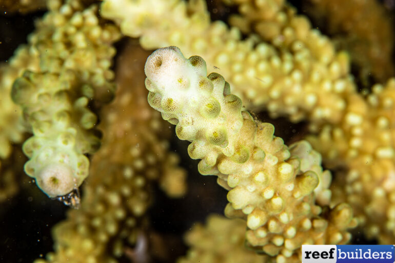 Isopora is the Most Common Coral You’ve Barely Heard of | Reef Builders ...