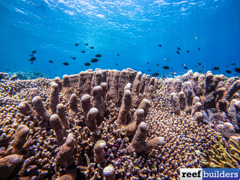 Isopora is the Most Common Coral You’ve Barely Heard of | Reef Builders ...