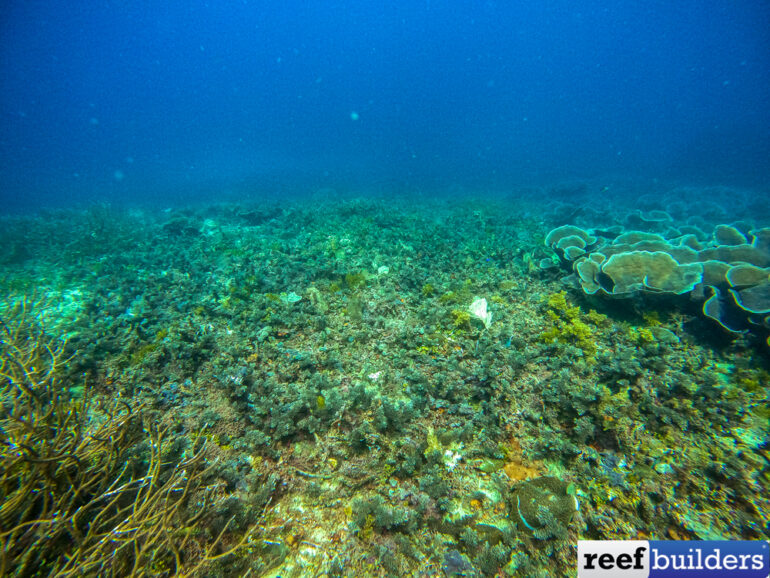 The Deep Water Rose Coral Reef is a Living Treasure | Reef Builders ...