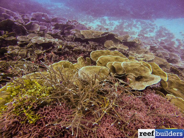 Acropora halmaherae is a Real Delicacy | Reef Builders | The Reef and ...