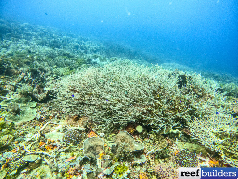 The Deep Water Rose Coral Reef is a Living Treasure | Reef Builders ...
