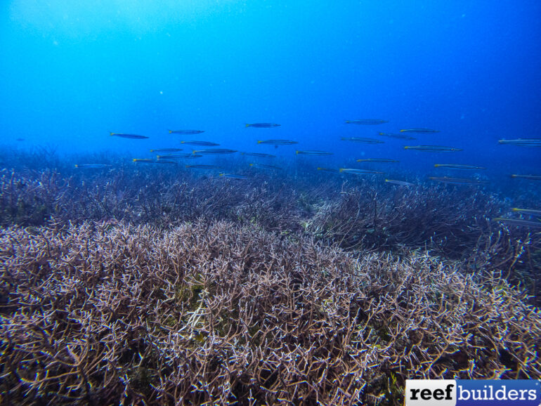 The Deep Water Rose Coral Reef is a Living Treasure | Reef Builders ...
