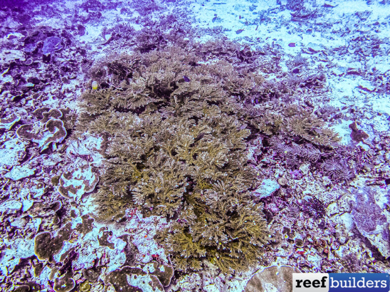 Acropora tenella is a really deep Acro! | Reef Builders | The Reef and ...