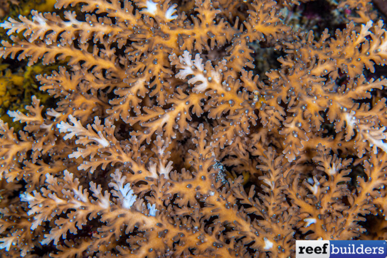 Acropora tenella is a really deep Acro! | Reef Builders | The Reef and ...