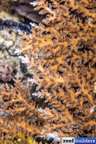 Acropora tenella is a really deep Acro! | Reef Builders | The Reef and ...
