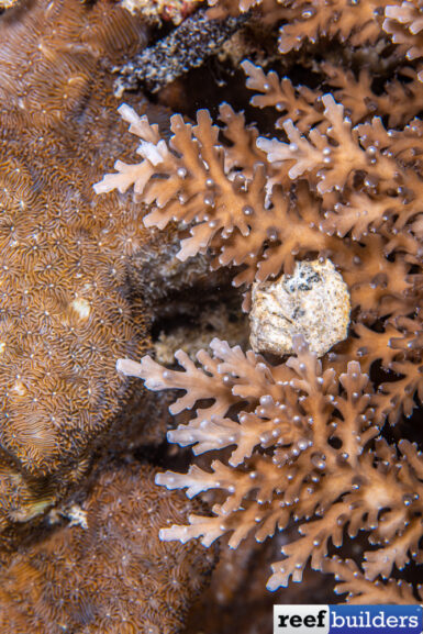 Acropora tenella is a really deep Acro! | Reef Builders | The Reef and ...