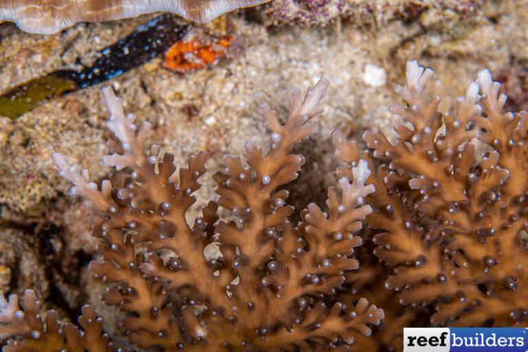 Acropora tenella is a really deep Acro! | Reef Builders | The Reef and ...