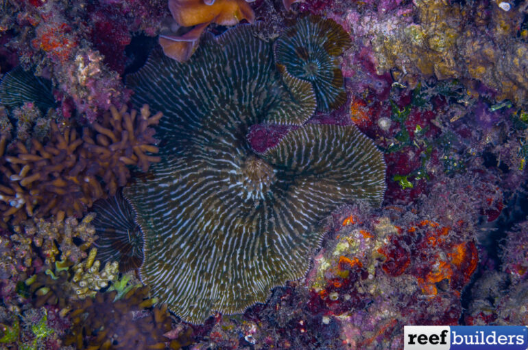 A Wild Encounter with Ruby Red Jawbreaker Shrooms | Reef Builders | The ...