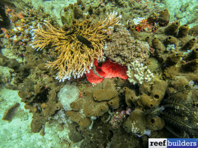 A Wild Encounter with Ruby Red Jawbreaker Shrooms | Reef Builders | The ...