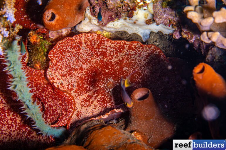 A Wild Encounter with Ruby Red Jawbreaker Shrooms | Reef Builders | The ...