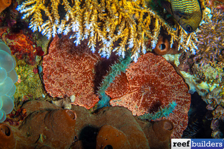 A Wild Encounter with Ruby Red Jawbreaker Shrooms | Reef Builders | The Reef and Saltwater ...