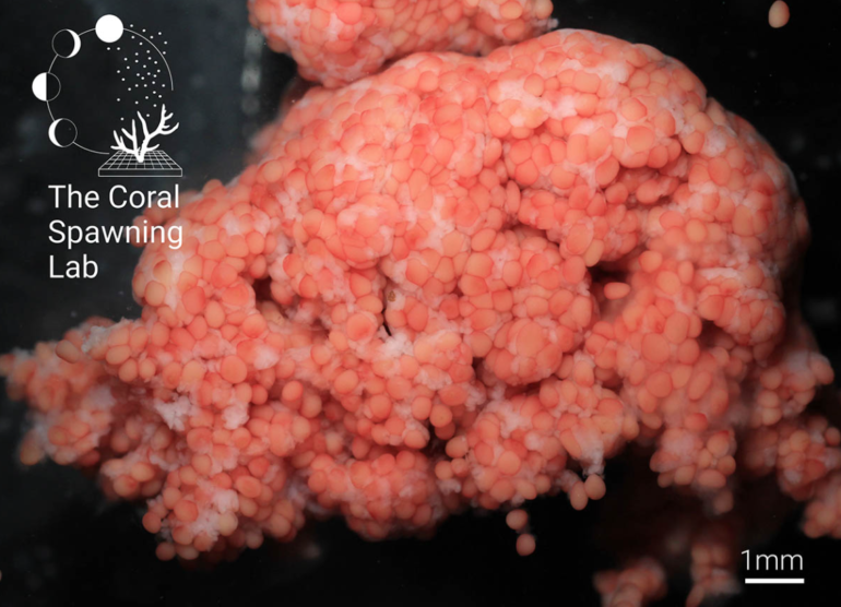Elegance coral bred for the first time in captivity | Reef Builders ...