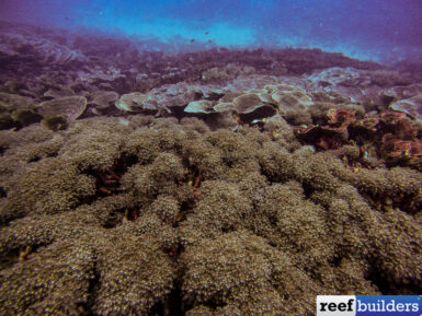 The Deep Water Rose Coral Reef is a Living Treasure | Reef Builders ...