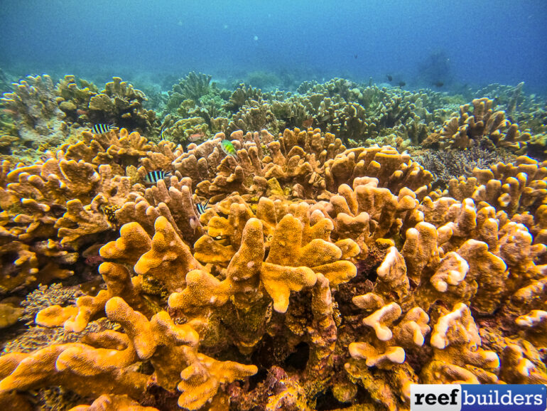 Isopora is the Most Common Coral You’ve Barely Heard of | Reef Builders ...