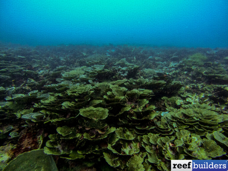 The Deep Water Rose Coral Reef is a Living Treasure | Reef Builders ...