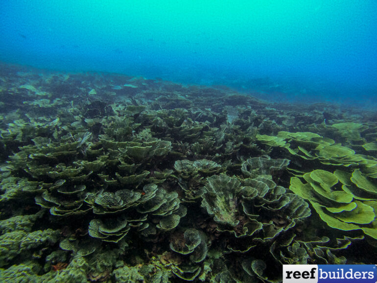 The Deep Water Rose Coral Reef is a Living Treasure | Reef Builders ...