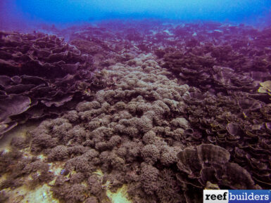 If You Knew How Rare Fox Corals Truly Are | Reef Builders | The Reef ...