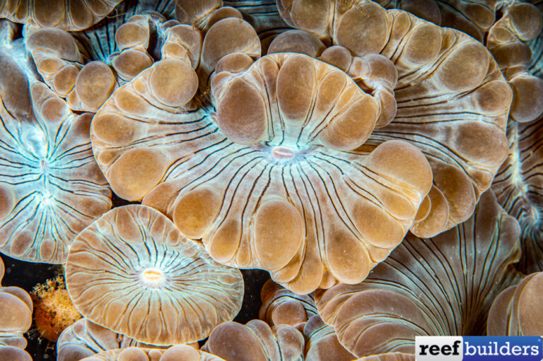 If You Knew How Rare Fox Corals Truly Are | Reef Builders | The Reef ...