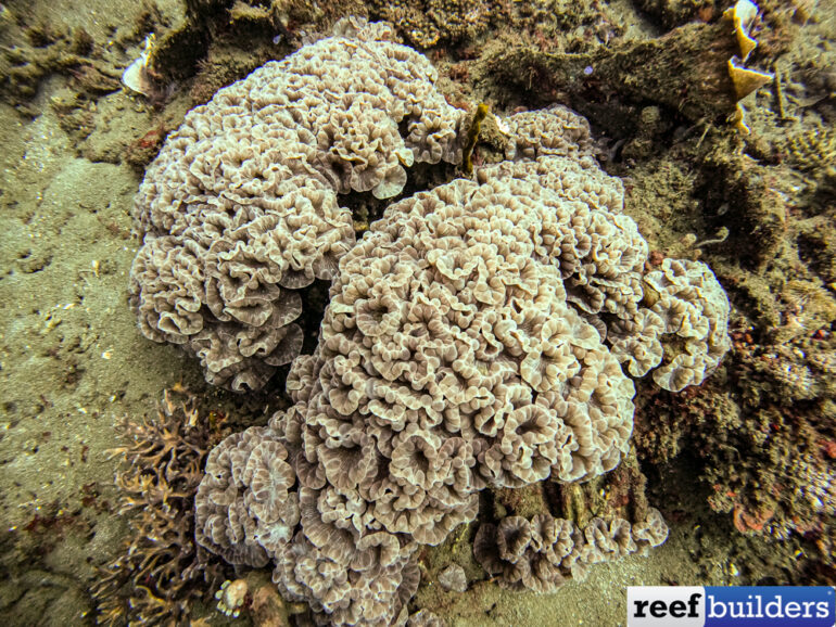 If You Knew How Rare Fox Corals Truly Are | Reef Builders | The Reef ...