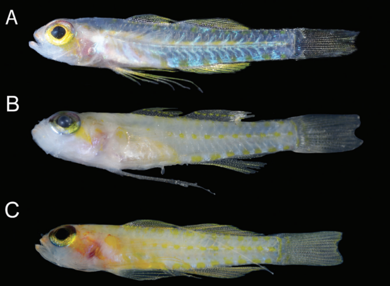 Birdsongichthys rectus and Robinsichthys nigrimarginatus are two new ...