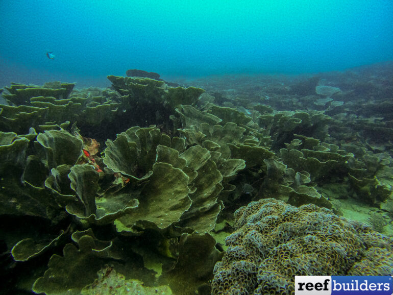 The Deep Water Rose Coral Reef is a Living Treasure | Reef Builders ...