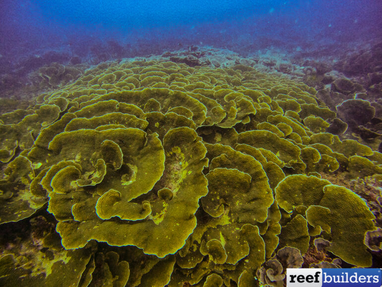 The Deep Water Rose Coral Reef is a Living Treasure | Reef Builders ...