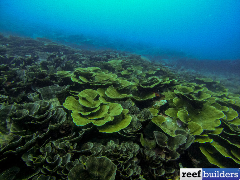 The Deep Water Rose Coral Reef is a Living Treasure | Reef Builders ...