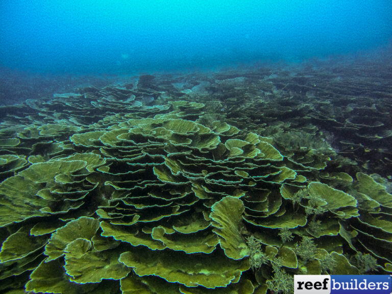 The Deep Water Rose Coral Reef is a Living Treasure | Reef Builders ...