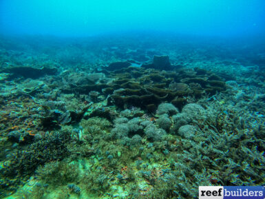 The Deep Water Rose Coral Reef is a Living Treasure | Reef Builders ...