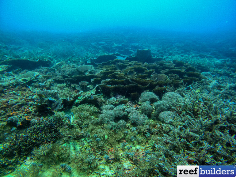 The Deep Water Rose Coral Reef is a Living Treasure | Reef Builders ...