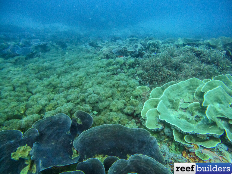 The Deep Water Rose Coral Reef is a Living Treasure | Reef Builders ...
