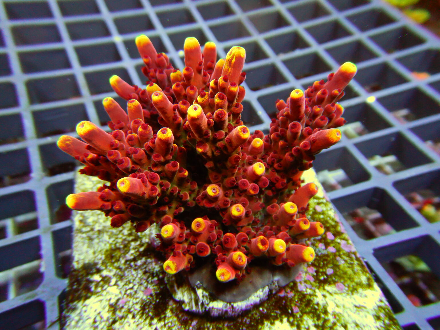 Signature Frags is a Unique British Coral Boutique | Reef Builders ...