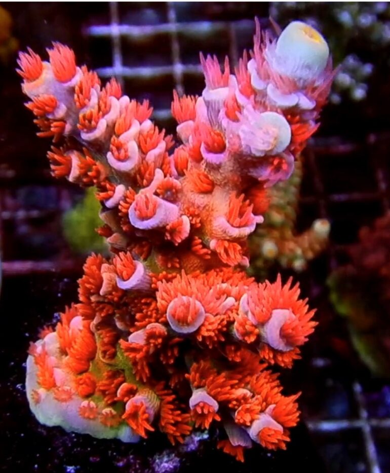 Signature Frags is a Unique British Coral Boutique | Reef Builders ...