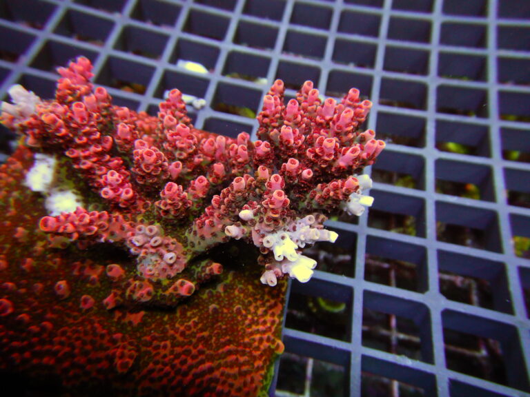 Signature Frags is a Unique British Coral Boutique | Reef Builders ...