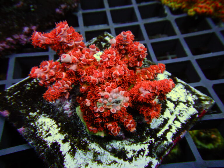 Signature Frags is a Unique British Coral Boutique | Reef Builders ...
