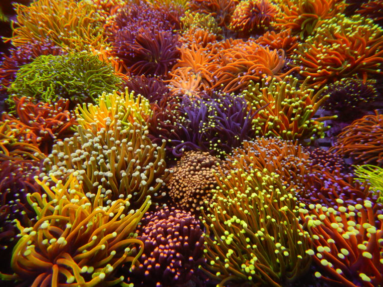 Signature Frags is a Unique British Coral Boutique | Reef Builders ...