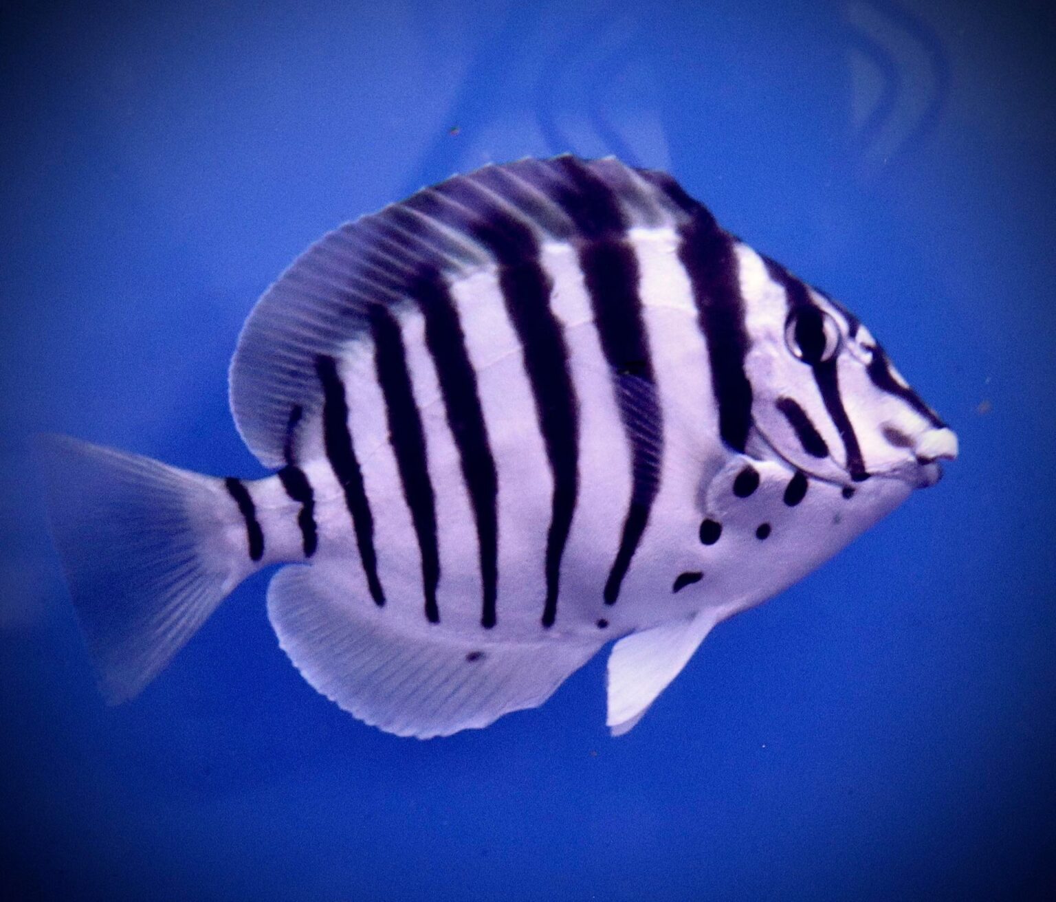 AAC lands ten Zebra tangs, Acanthurus polyzona | Reef Builders | The ...
