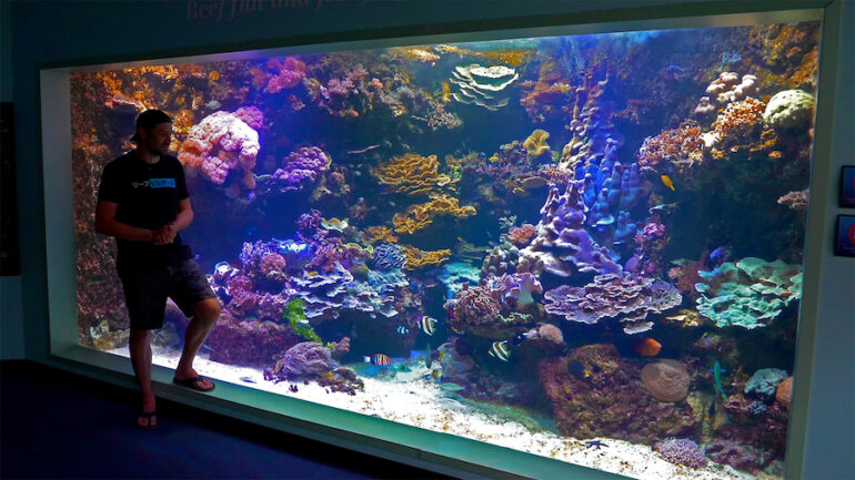 Aquarium des Lagons in New Caledonia is a World Class Marinelife Exhibit | Reef Builders | The ...