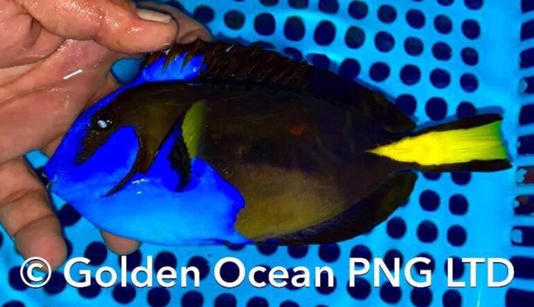 Two Different Half Black Surgeonfish Collected an Ocean Apart | Reef ...