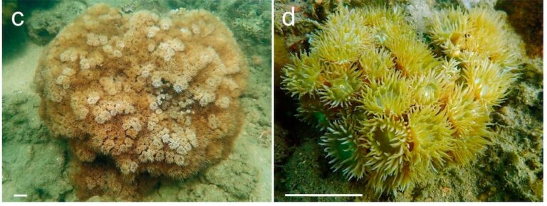 The Beloved Duncan Coral Discovered in Indonesia! | Reef Builders | The ...