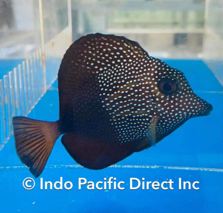 Two Different Half Black Surgeonfish Collected an Ocean Apart | Reef ...